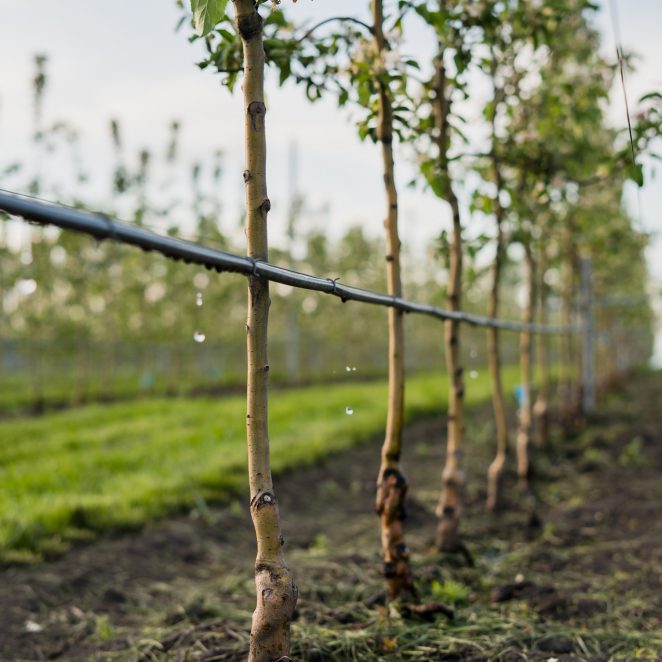 Irrigation pumps | Pipelife