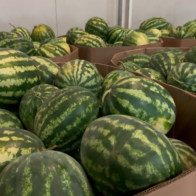 Watermelon Farming Success with Pipelife's Drip Irrigation | Pipelife