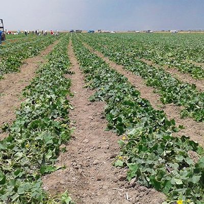Drip irrigation & food resilience Azerbaijan | Pipelife