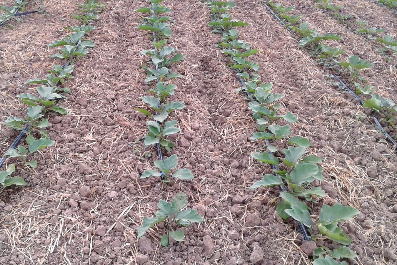 Drip irrigation & food resilience Azerbaijan | Pipelife