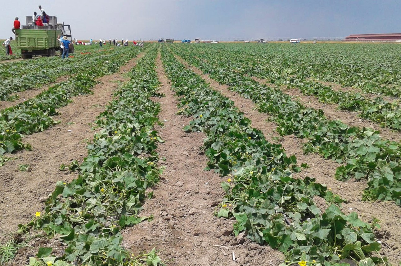 Drip irrigation & food resilience Azerbaijan | Pipelife