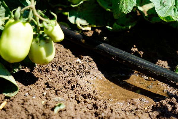 Drip irrigation & food resilience Azerbaijan | Pipelife