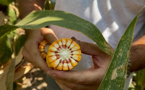 Sprinkler vs. Drip Irrigation for Corn Farming | Pipelife